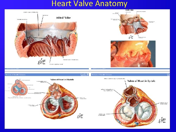 Primer on Cardiovascular Anatomy and Physiology Lecture 1