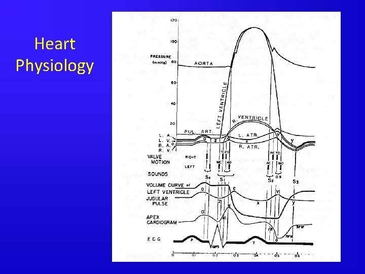 Primer on Cardiovascular Anatomy and Physiology Lecture 1