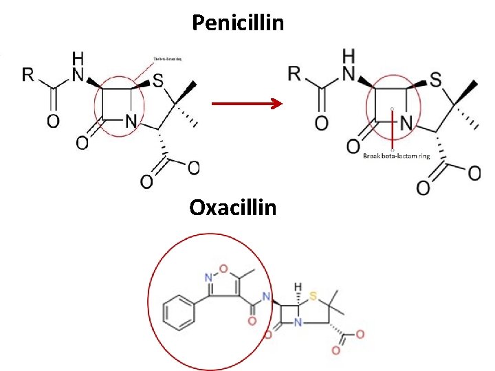 Bacteria Treatment for bacterial infection Bacterial infections are