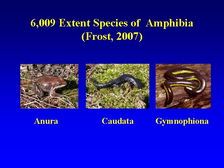 Amphibian Coccidia Taxonomy Host Specificity Ecology and Phylogeny