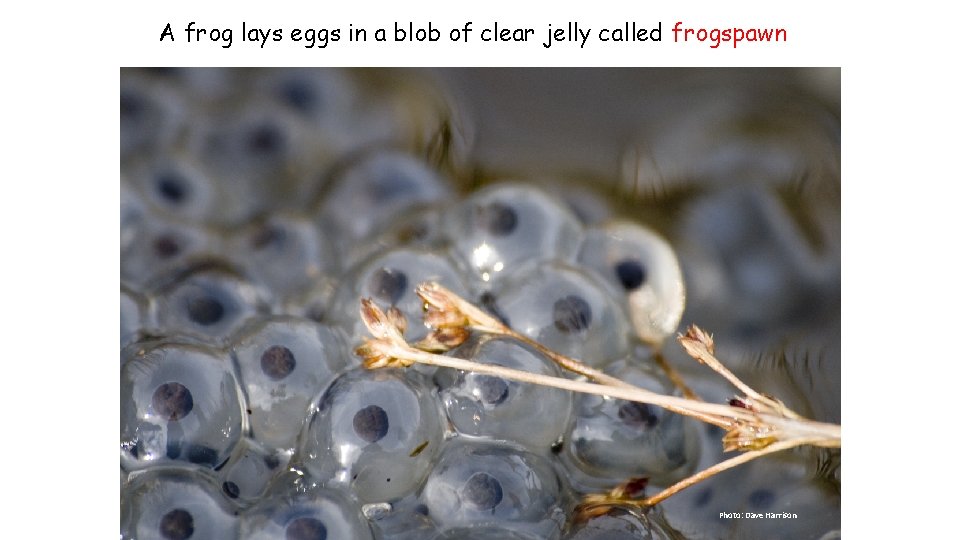 Amphibian life cycle Born either alive from mother