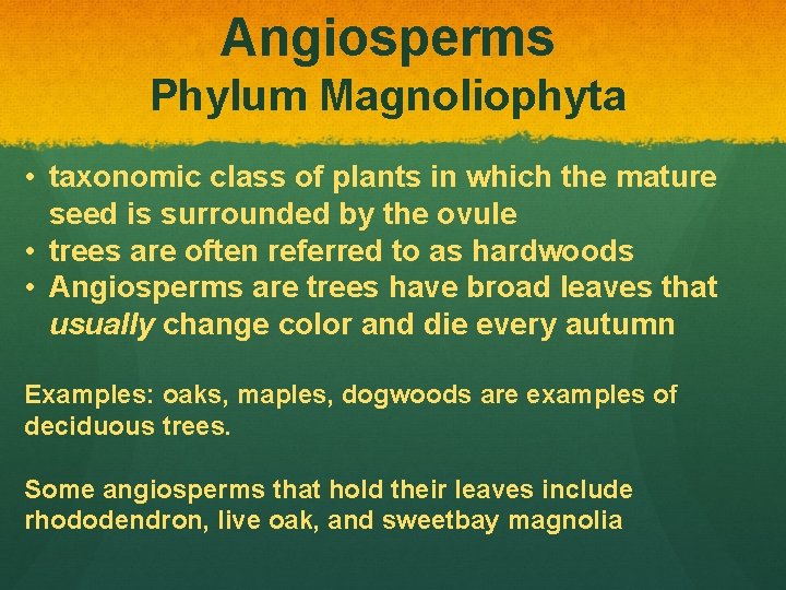 Tree Biology Ashley Peebles Delaware Forest Service Angiosperms