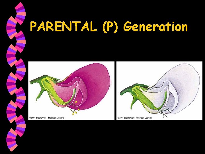 Mendelian Genetics How is genetic information passed Thought