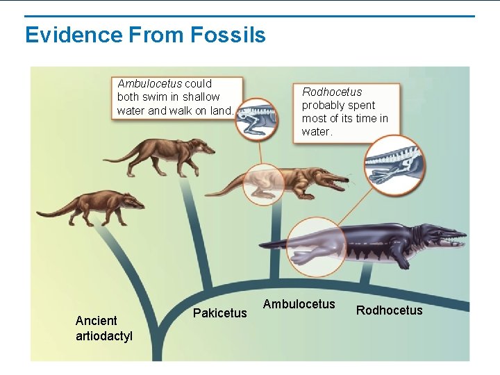 Evidence of Evolution Learning Objectives Explain how geologic