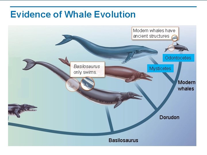 Evidence of Evolution Learning Objectives Explain how geologic
