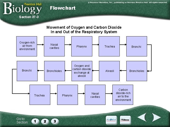 The Respiratory System Go to Section Section Outline