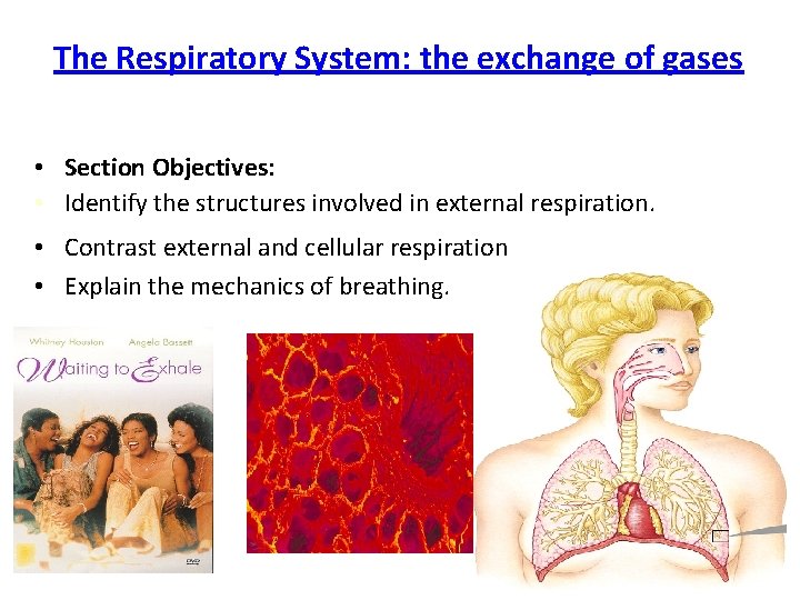The Respiratory System the exchange of gases Section