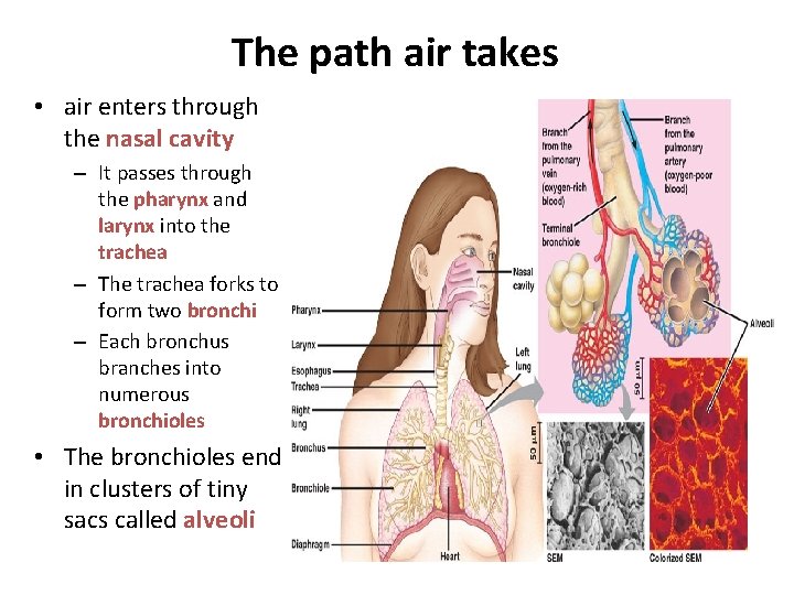 The Respiratory System the exchange of gases Section