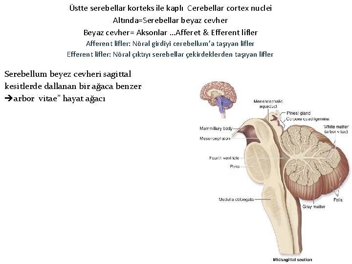 BASAL GANGLIA Kaan Ycel M D Ph D
