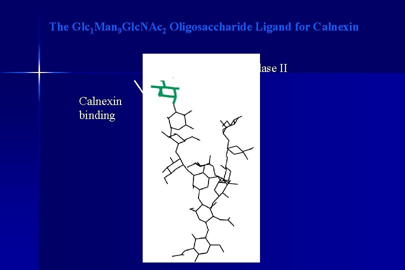Functional Glycobiology Course Outline Structure of Glycoconjugates sugar