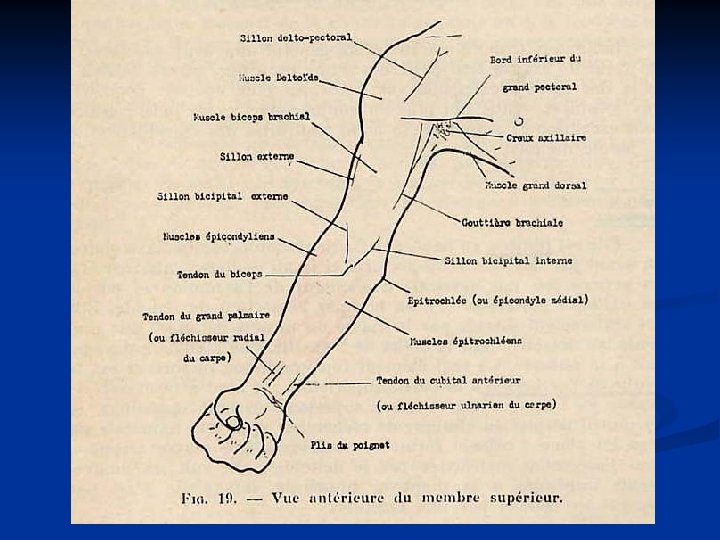 MORPHOLOGIE DU BRAS PRESENTATION TOPOGRAPHIQUE DU BRAS n