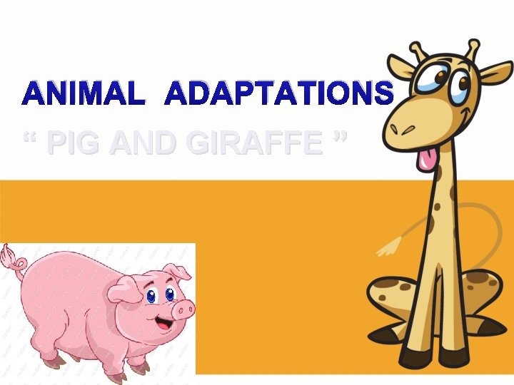 ANIMAL ADAPTATIONS PIG AND GIRAFFE What is adaptation