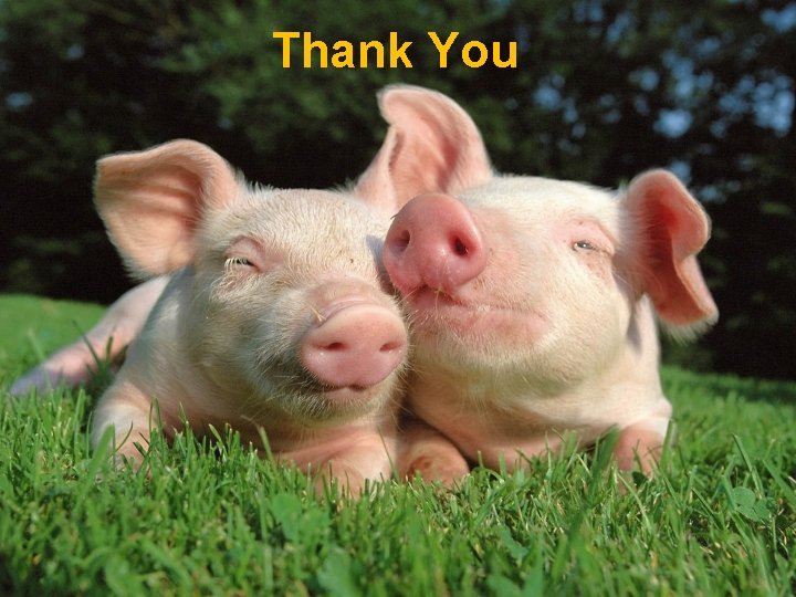 ANIMAL ADAPTATIONS PIG AND GIRAFFE What is adaptation