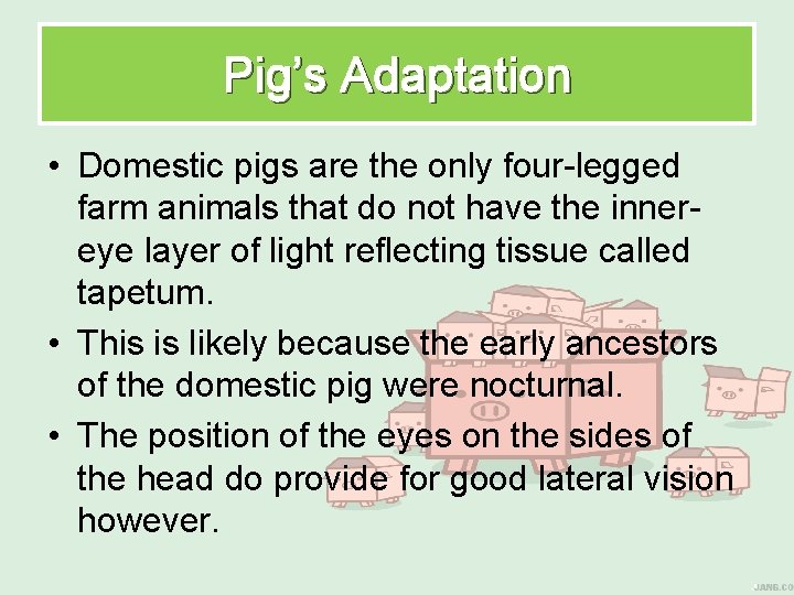 ANIMAL ADAPTATIONS PIG AND GIRAFFE What is adaptation