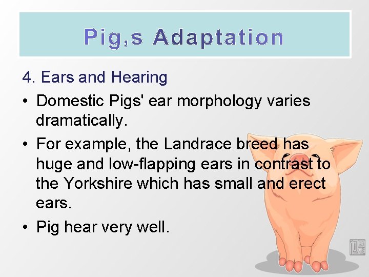 ANIMAL ADAPTATIONS PIG AND GIRAFFE What is adaptation