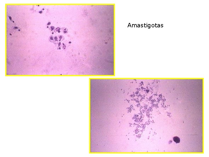 Trypanosoma cruzi Filo Sarcomastigophora Subfilo Mastigophora Ordem ...