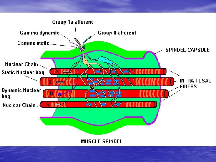 PHYSIOLOGY 1 LECTURE 20 SKELETAL MUSCLE MOTOR CONTROL