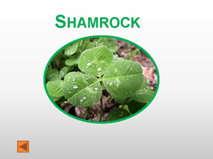 FLORAL SYMBOLS OF THE UNITED KINGDOM England Scotland