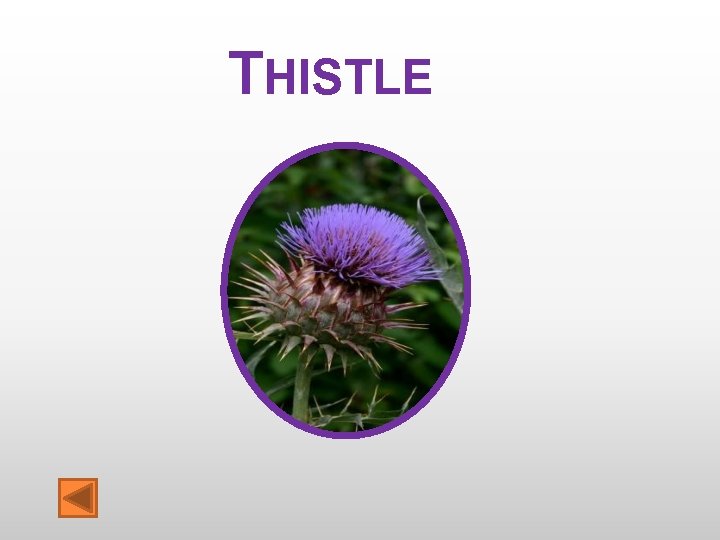 FLORAL SYMBOLS OF THE UNITED KINGDOM England Scotland