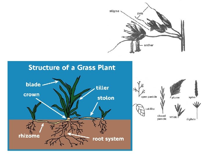 GEOG 4053 Biogeography Week 16 Grasses grasslands and