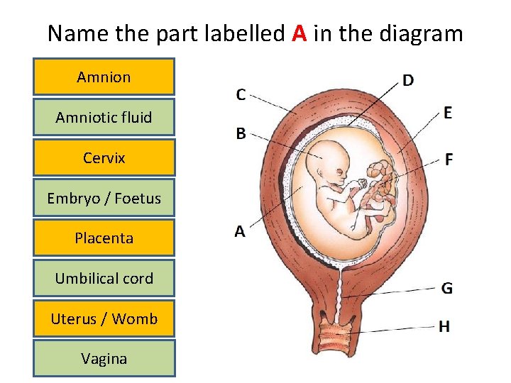 Foetus in womb i Diagram Activity Name the