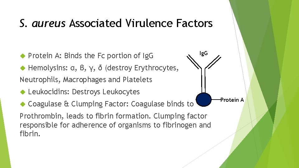 Potential Structures for Olivanic Acid Based Antibiotics Stephen