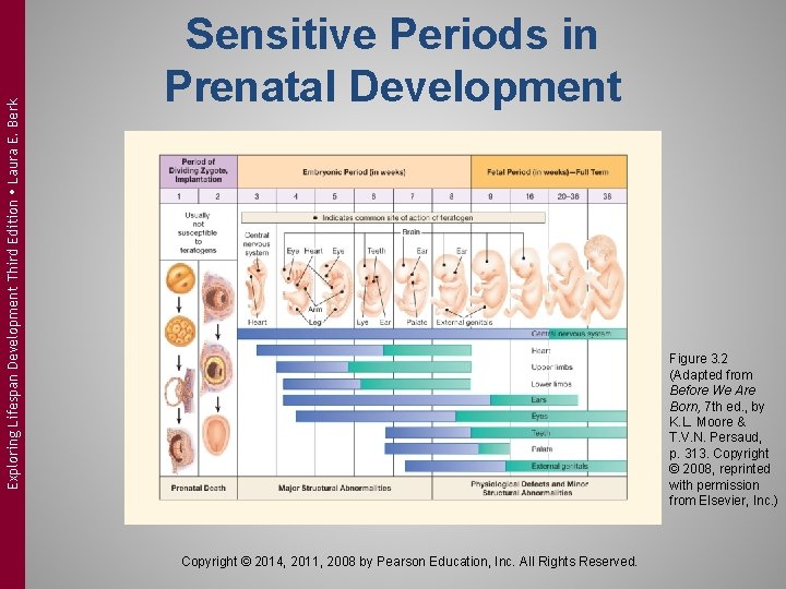 Exploring Lifespan Development Third Edition Laura E Berk