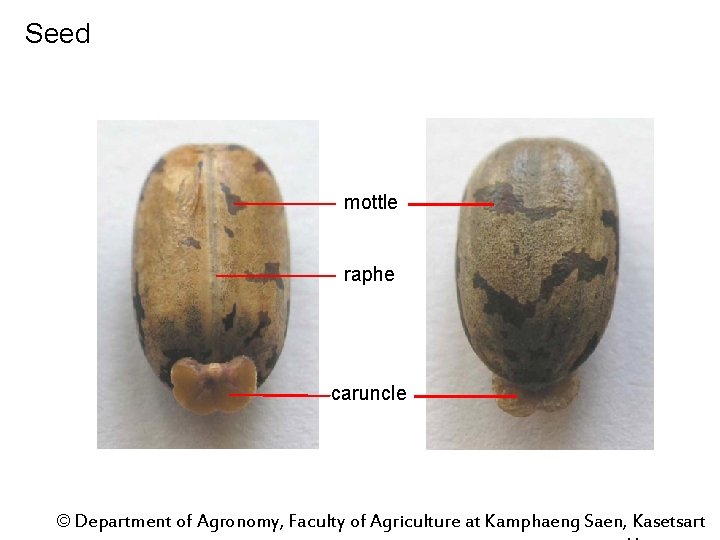 Cassava Family Euphorbiaceae Genus Manihot Species esculenta Department