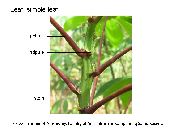 Cassava Family Euphorbiaceae Genus Manihot Species esculenta Department