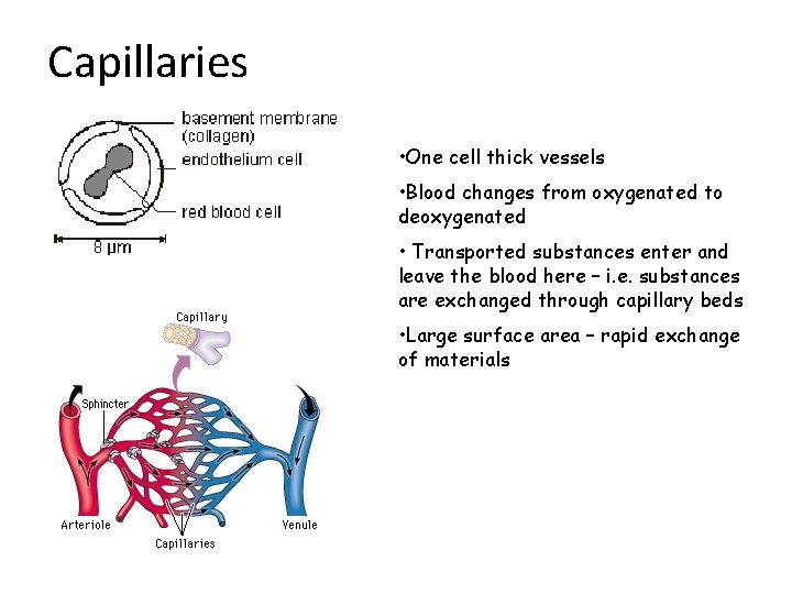 Blood vessels Arteries Thick muscular walls which can