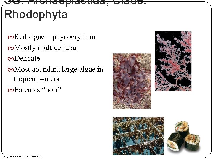 The Protists Chapter 28 Lecture Objectives 1 Protist