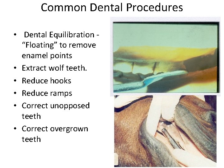 Will my horse need to be sedated during