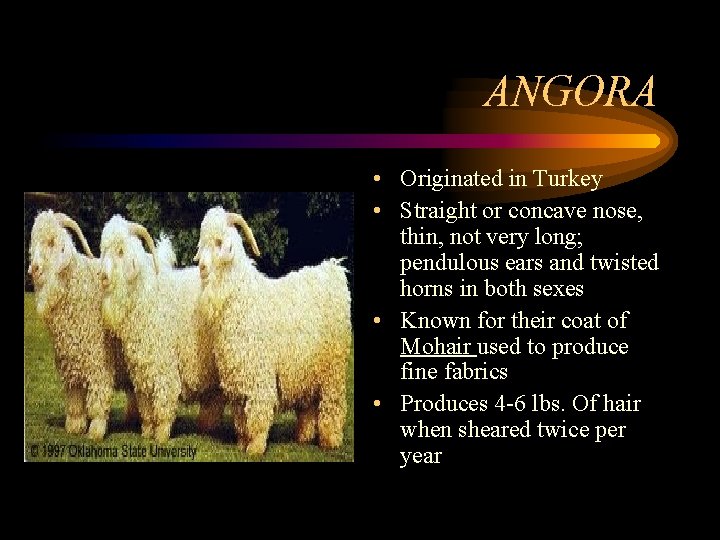 Goats In General Breeds of Goats Goats were