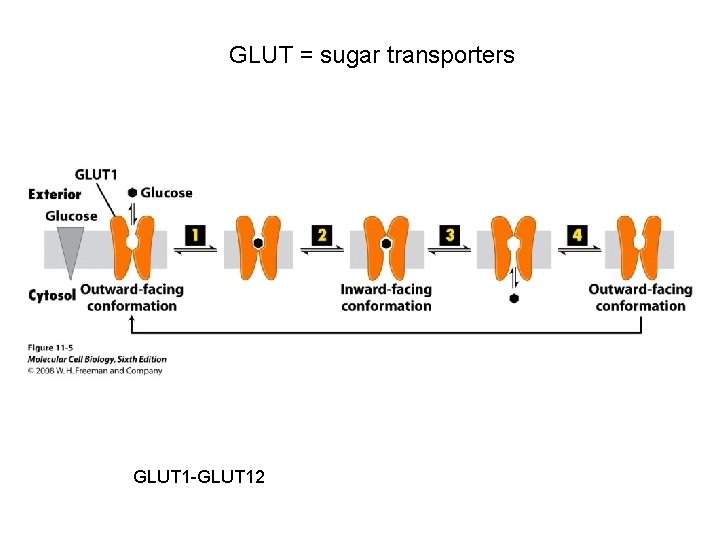 Lecture 16 Membrane Transport Active transport Where would