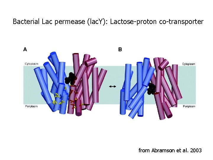 Lecture 16 Membrane Transport Active transport Where would
