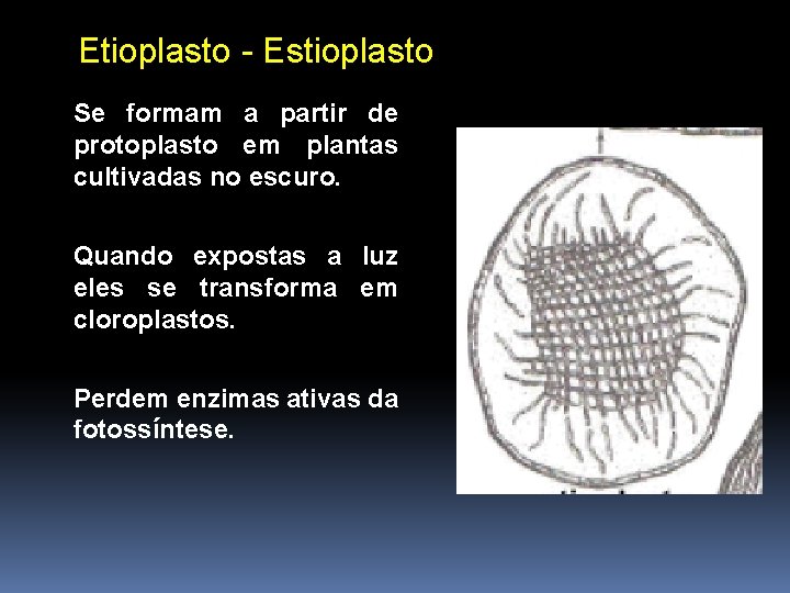 A CLULA VEGETAL Plastdeos Organelas relacionadas a sntese