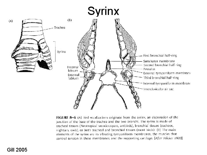 Morphology of Voice Brackenbury 1982 and Gill 2005