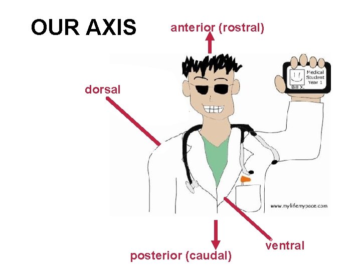 OUR AXIS anterior rostral dorsal posterior caudal ventral