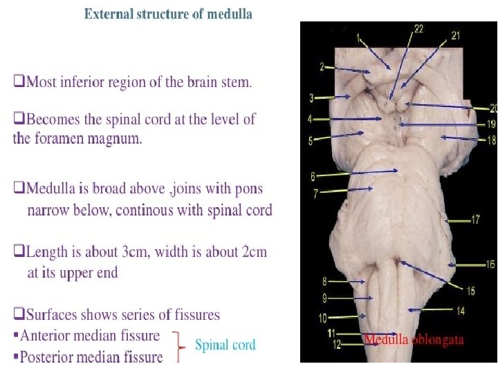 Brain stem Brain stem 1 Medulla oblongata 2