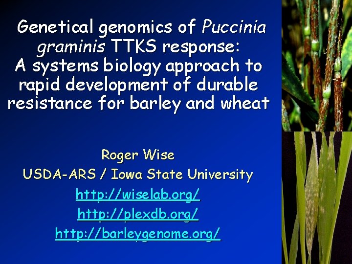Genetical genomics of Puccinia graminis TTKS response A