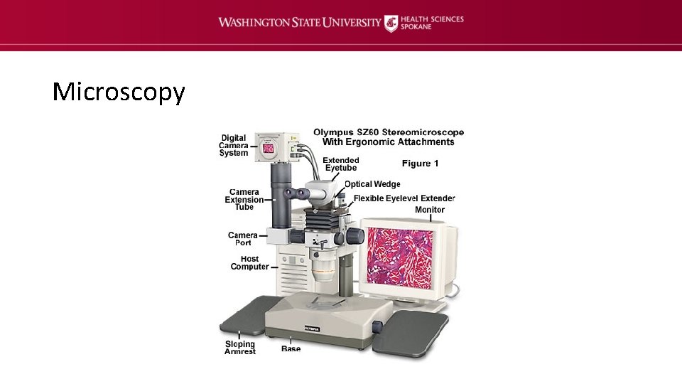 Laboratory Ergonomics Department of Environmental Health Safety Ergonomics