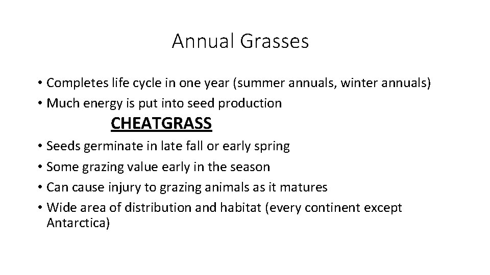Cheatgrass Introduced from Eurasia AKA cheat downy brome