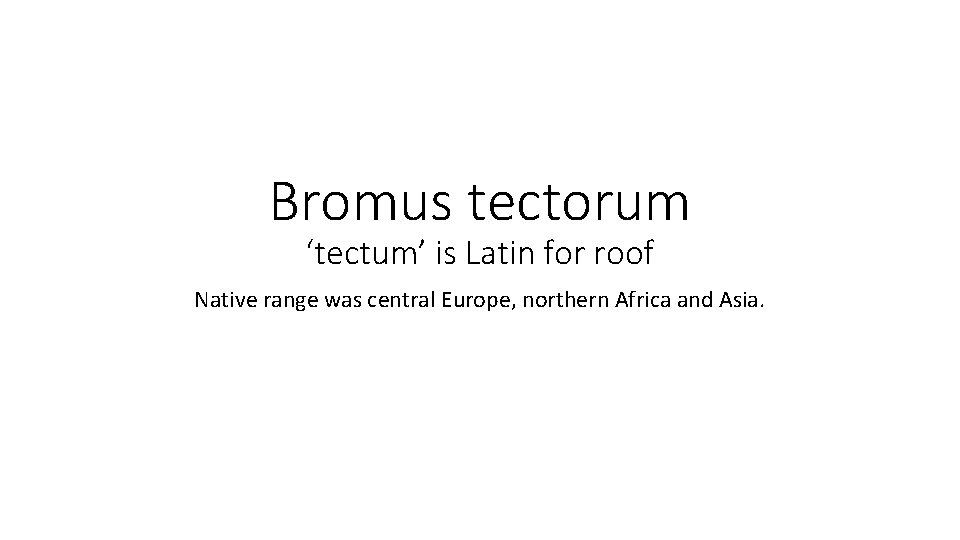 Cheatgrass Introduced from Eurasia AKA cheat downy brome