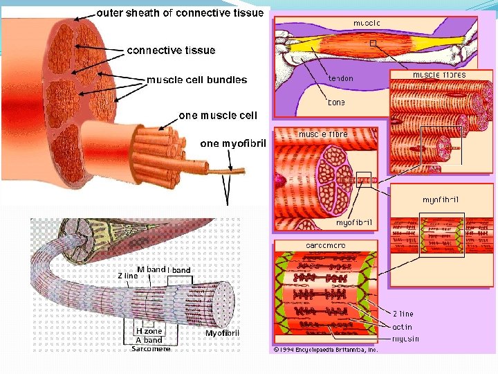 Muscle Contraction and the Sliding Filament Theory Learning
