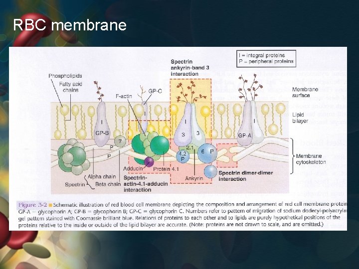 Red Blood Cell Disorders DR Leni Lismayanti Sp