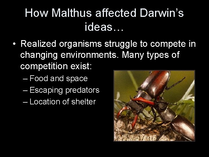 Natural Selection and the Evidence of Evolution Foldable