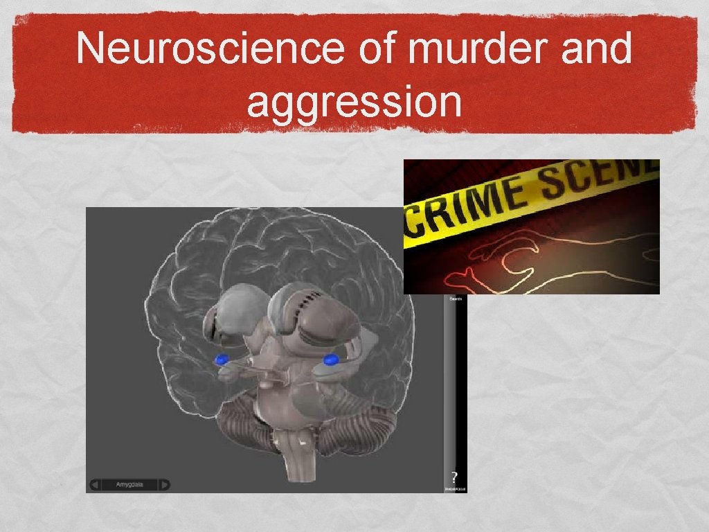 Is the amygdala a production system Robert L