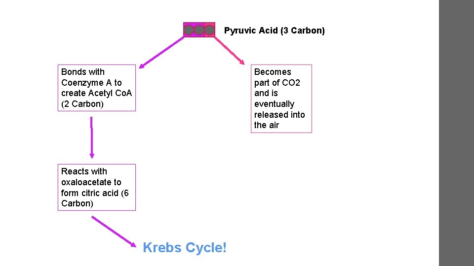 Unit 5 Cell Energy 5 6 KrebsCitric Acid