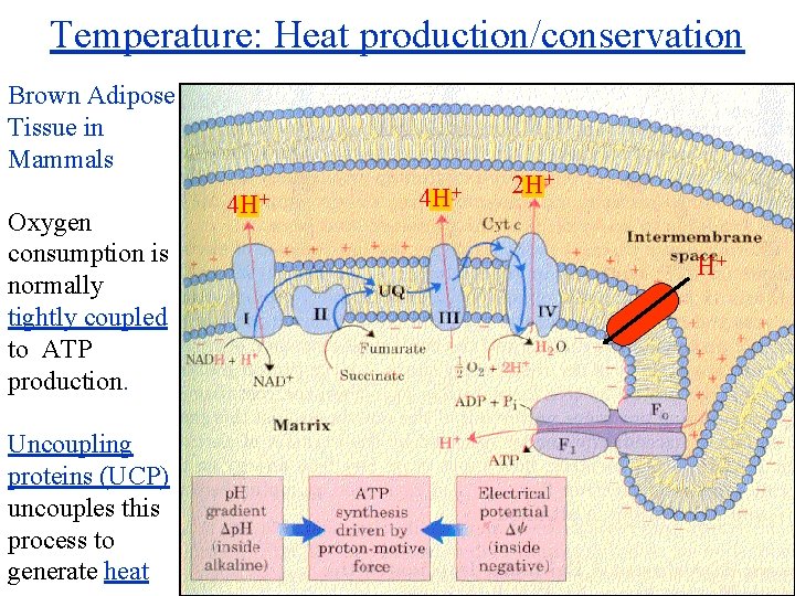 What are the environmental challenges faced by marine