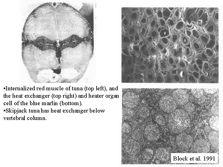 What are the environmental challenges faced by marine